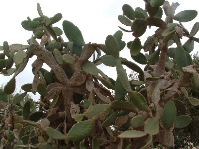 CULTURE et PATRIMOINE DE TUNISIE EN IMAGES- MOHAMED HAMDANE-ثقافة وتراث ...